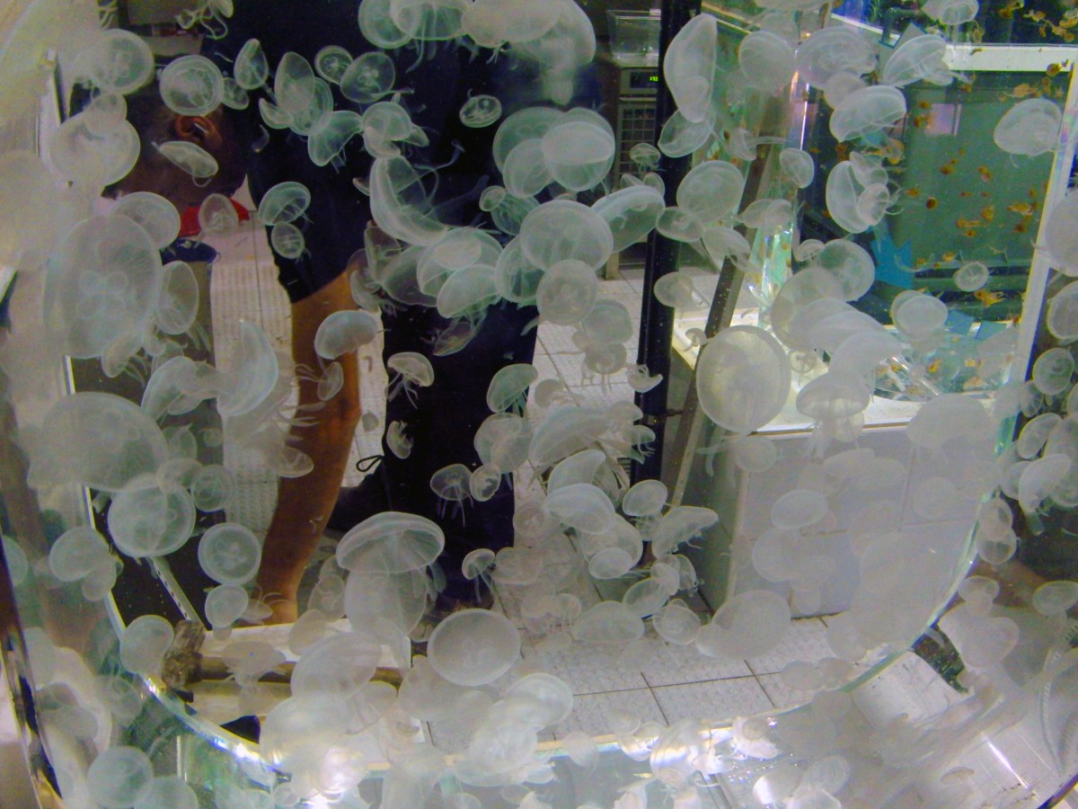 Jellyfish breeding – bardtke.net